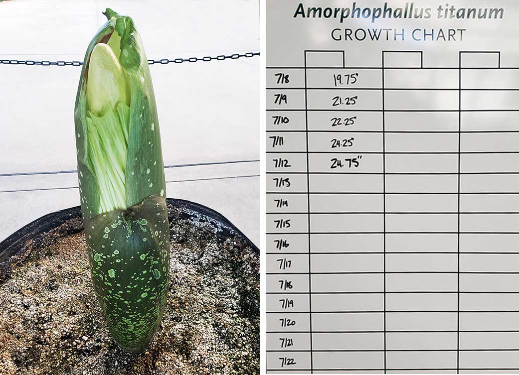 Corpse Flower | The Huntington Corpse Flower | The Huntington